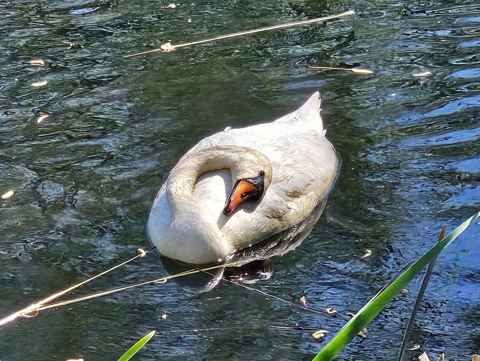 Kolejny łabędź z Amelunga znaleziony w bardzo złym stanie. Niestety nie ...